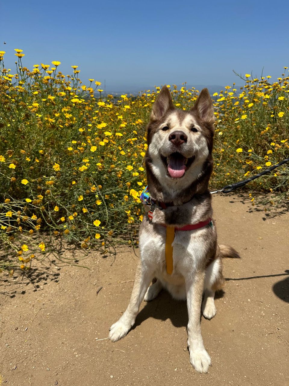Best Dog Walkers in Venice, CA | Wag!