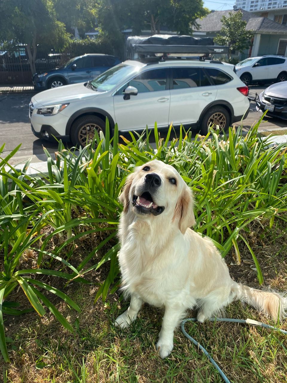 Best Dog Walkers in Los Angeles, CA | Wag!