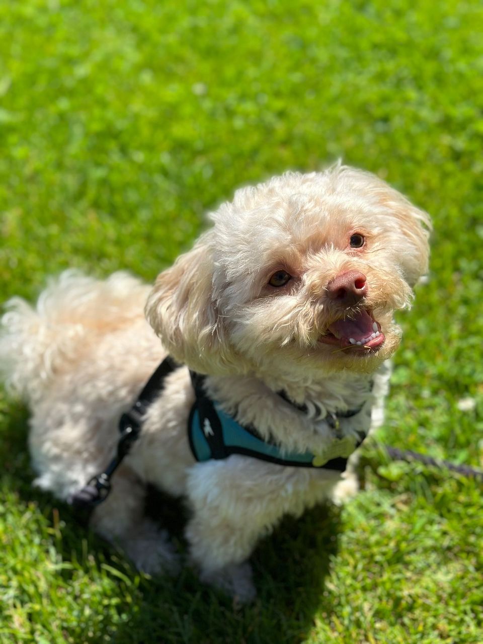 Best Dog Walkers in San Francisco, CA | Wag!