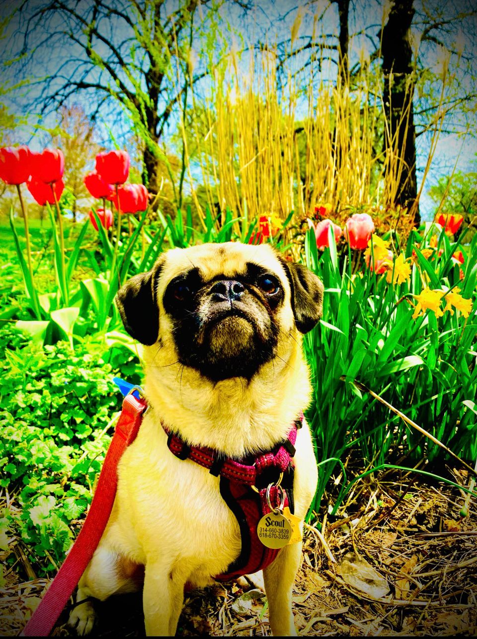 Best Dog Walkers in Chicago, IL | Wag!