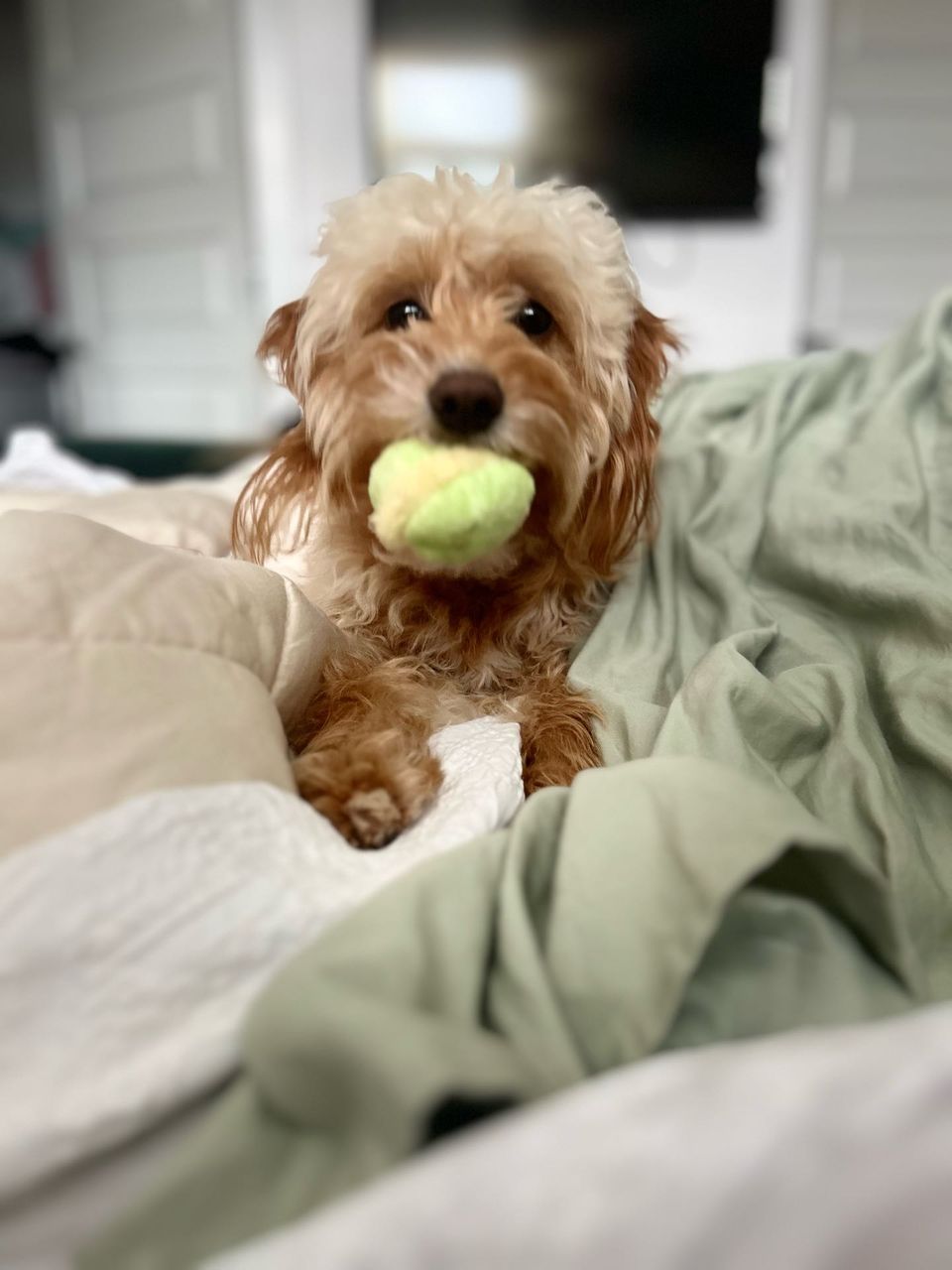 Best Dog Walkers in Dallas, TX | Wag!