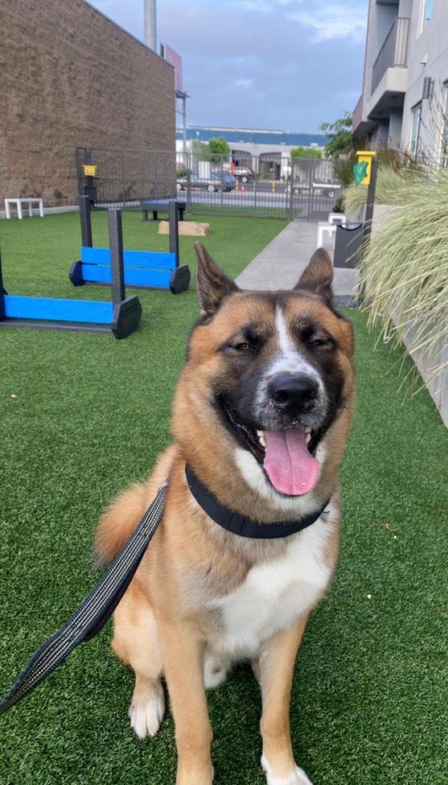 Best Dog Walkers in Hollywood, CA | Wag!