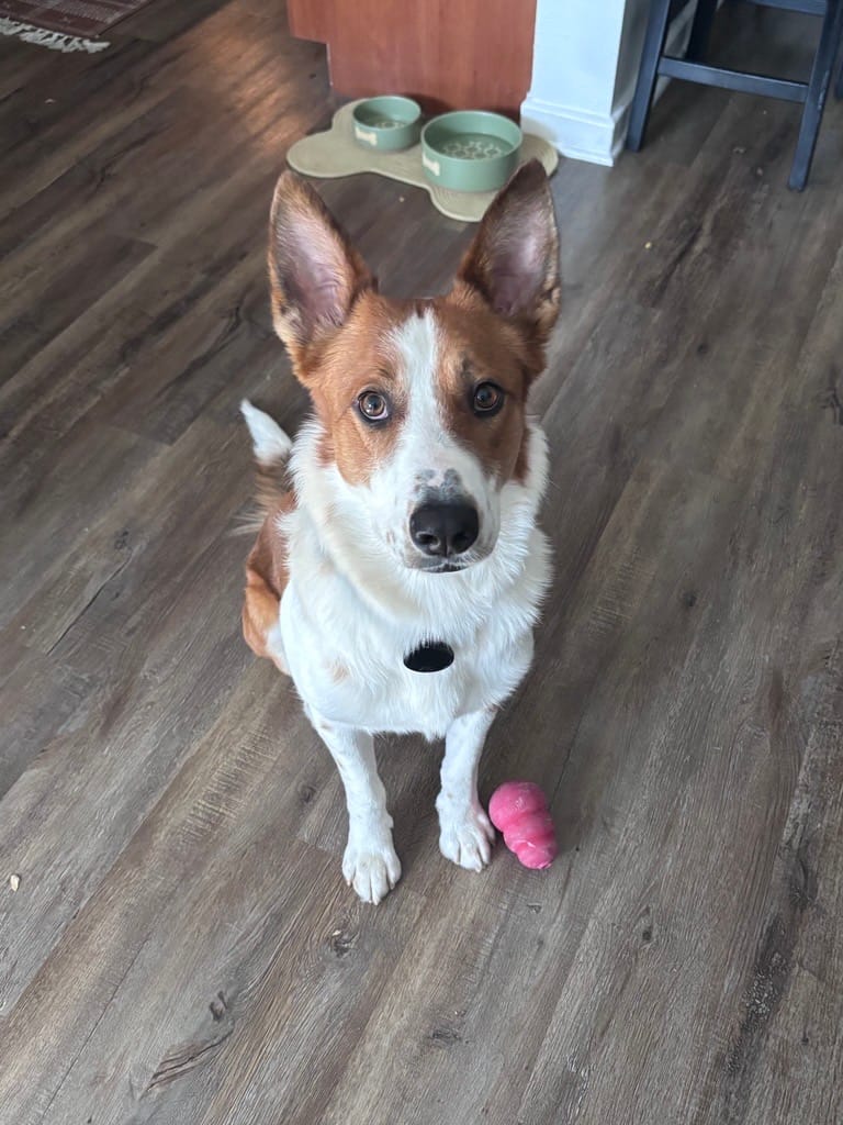 Best Dog Walkers in Dallas, TX | Wag!