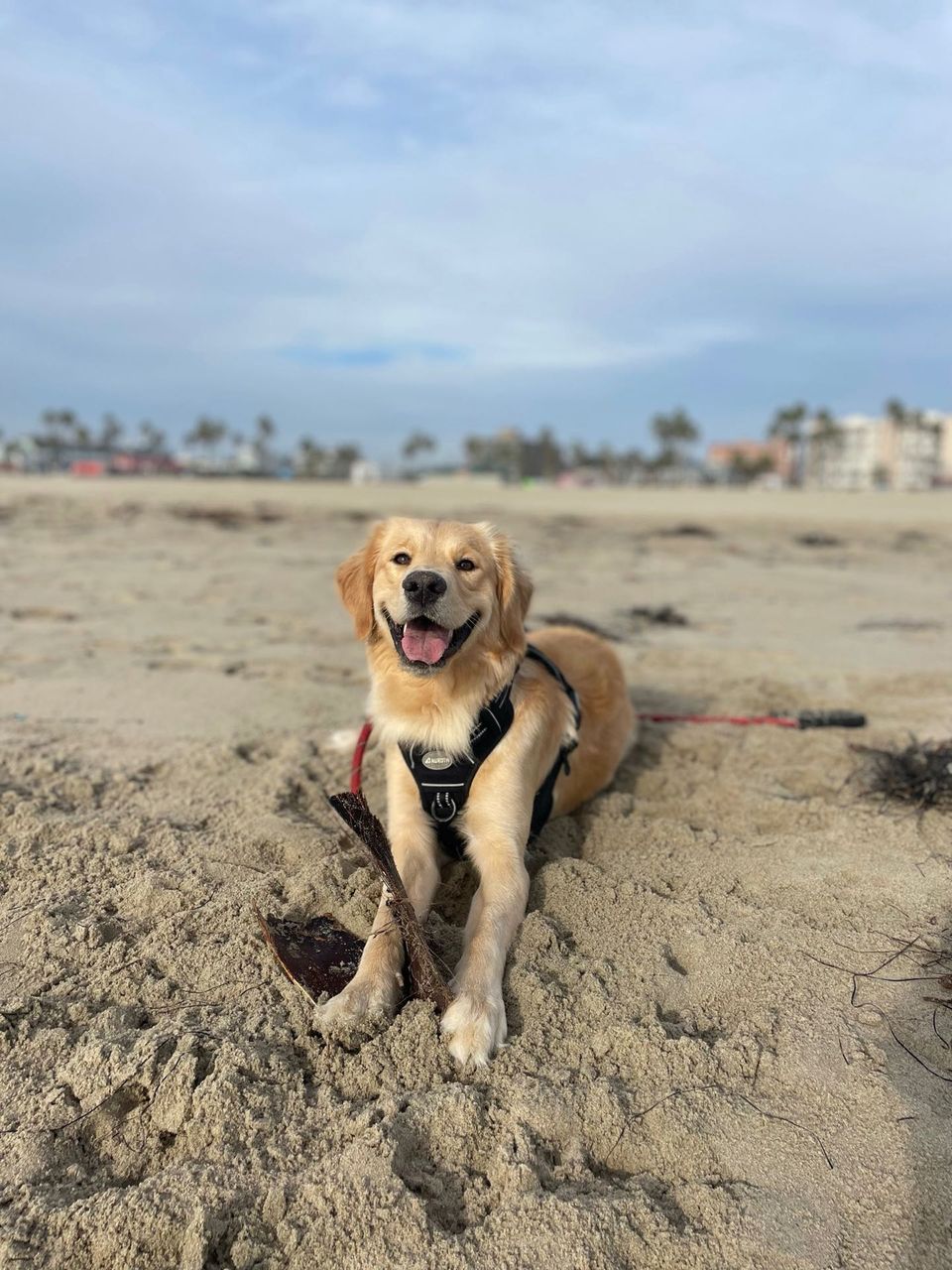 Best Dog Walkers in Hollywood, CA | Wag!